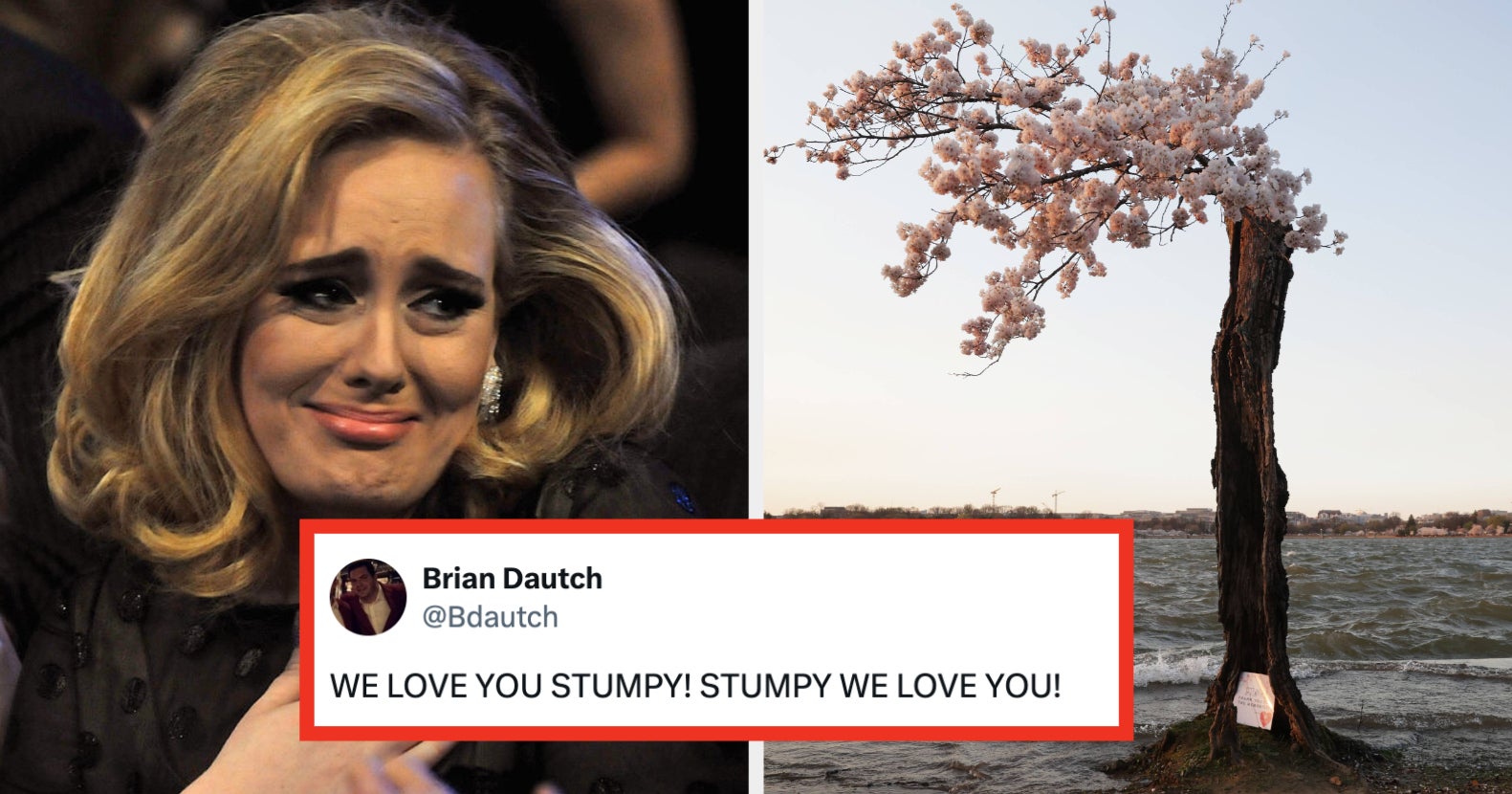 Meet "Stumpy": The Viral Sensation Taking the Internet by Storm