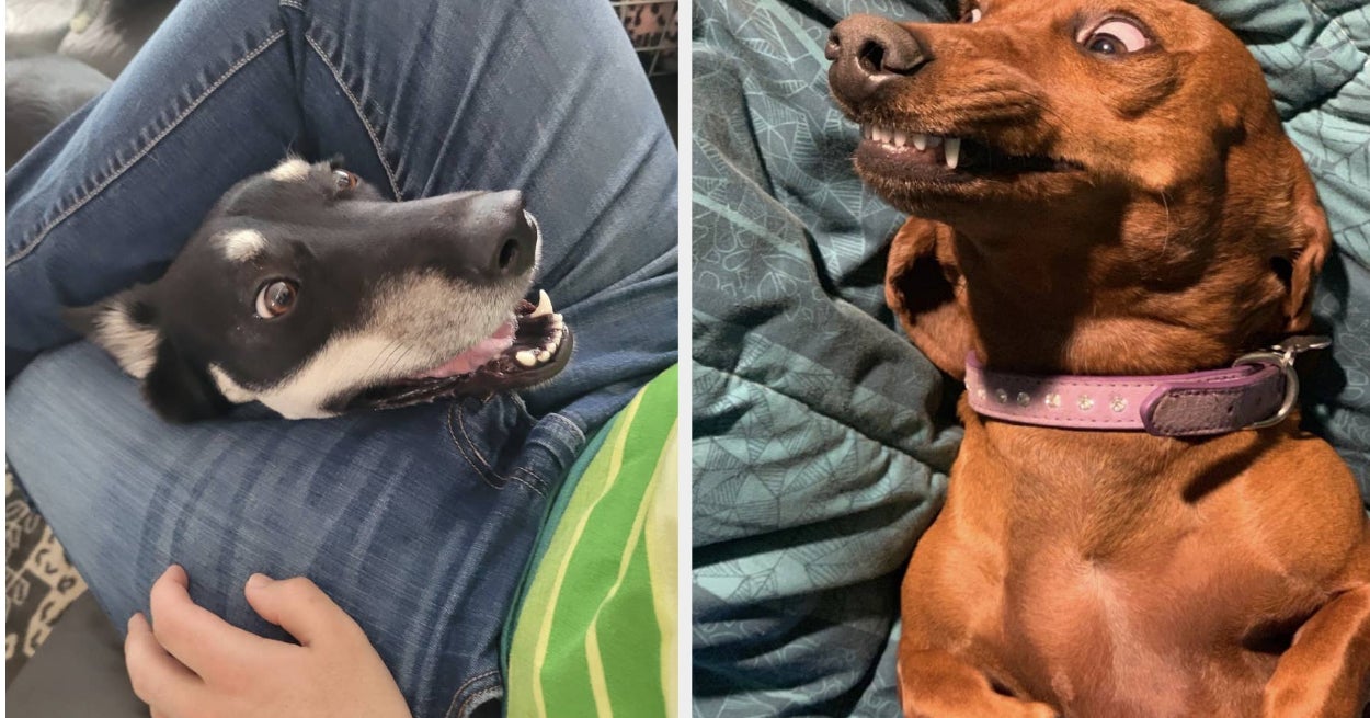 45 Cats And Dogs Acting Like Adorable Little Freaks