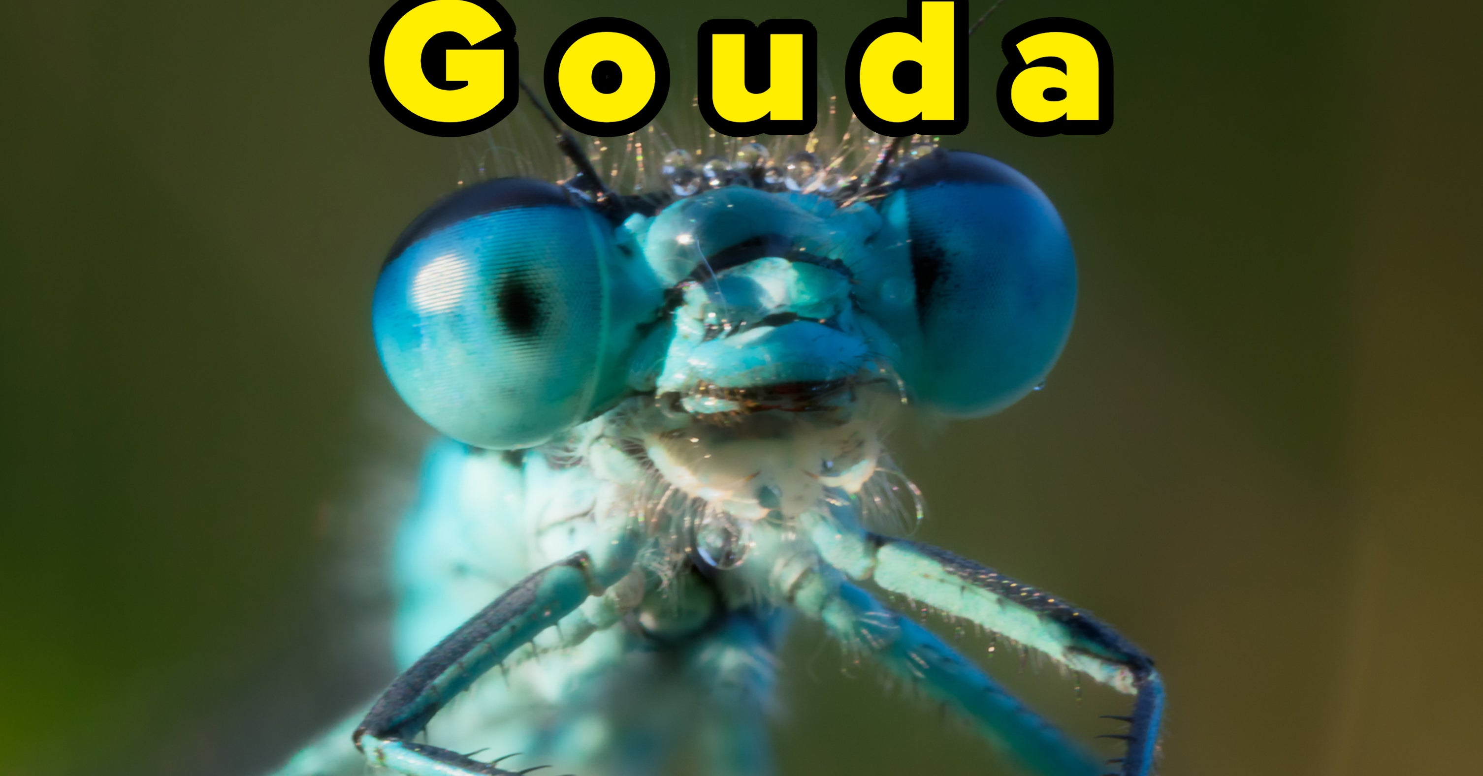 Charcuterie Board Cool Bug Personality Quiz