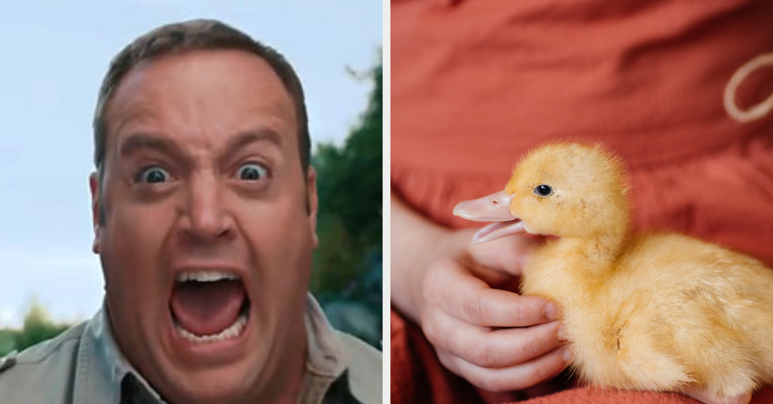Decide Which Animals To Visit At The Zoo And I'll Reveal Which Duck You Are