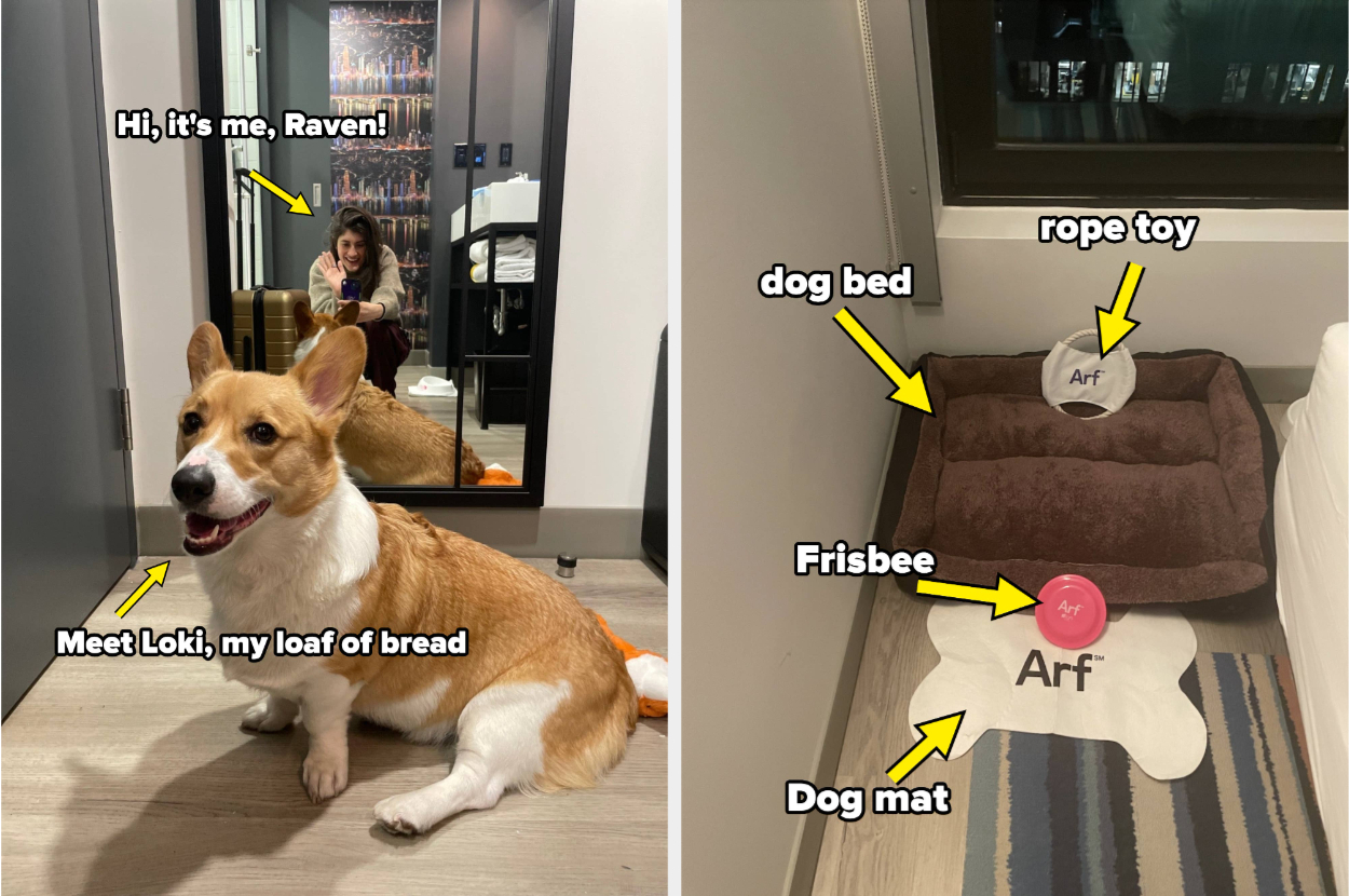 Aloft Hotels: ARF Pet Program Review