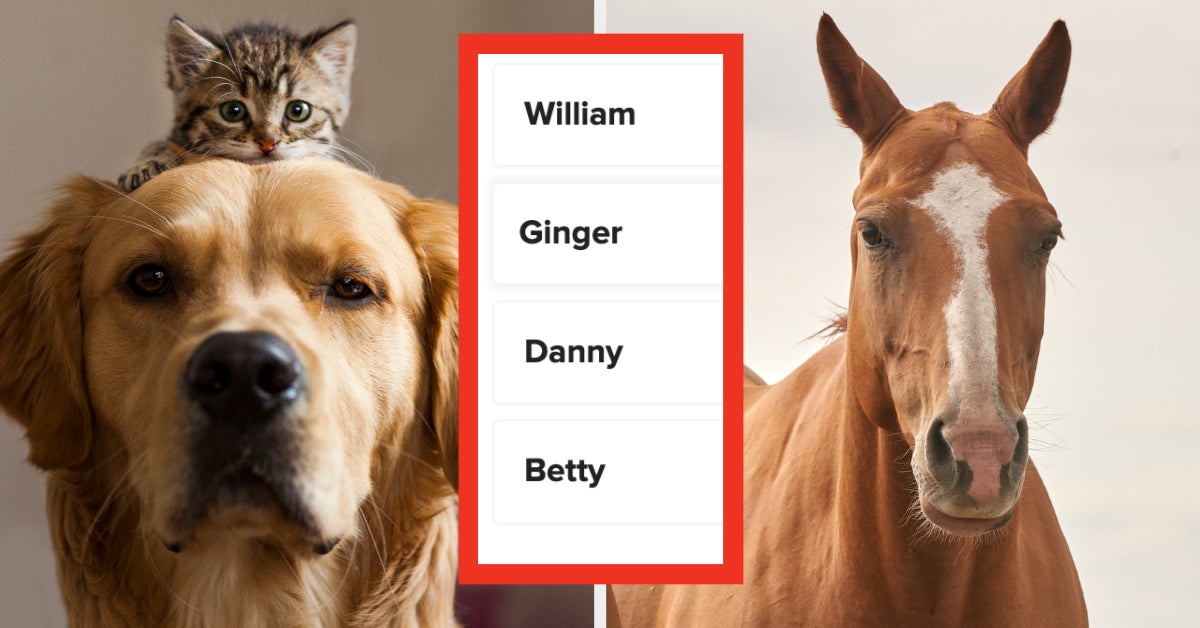 Animal Naming Quiz