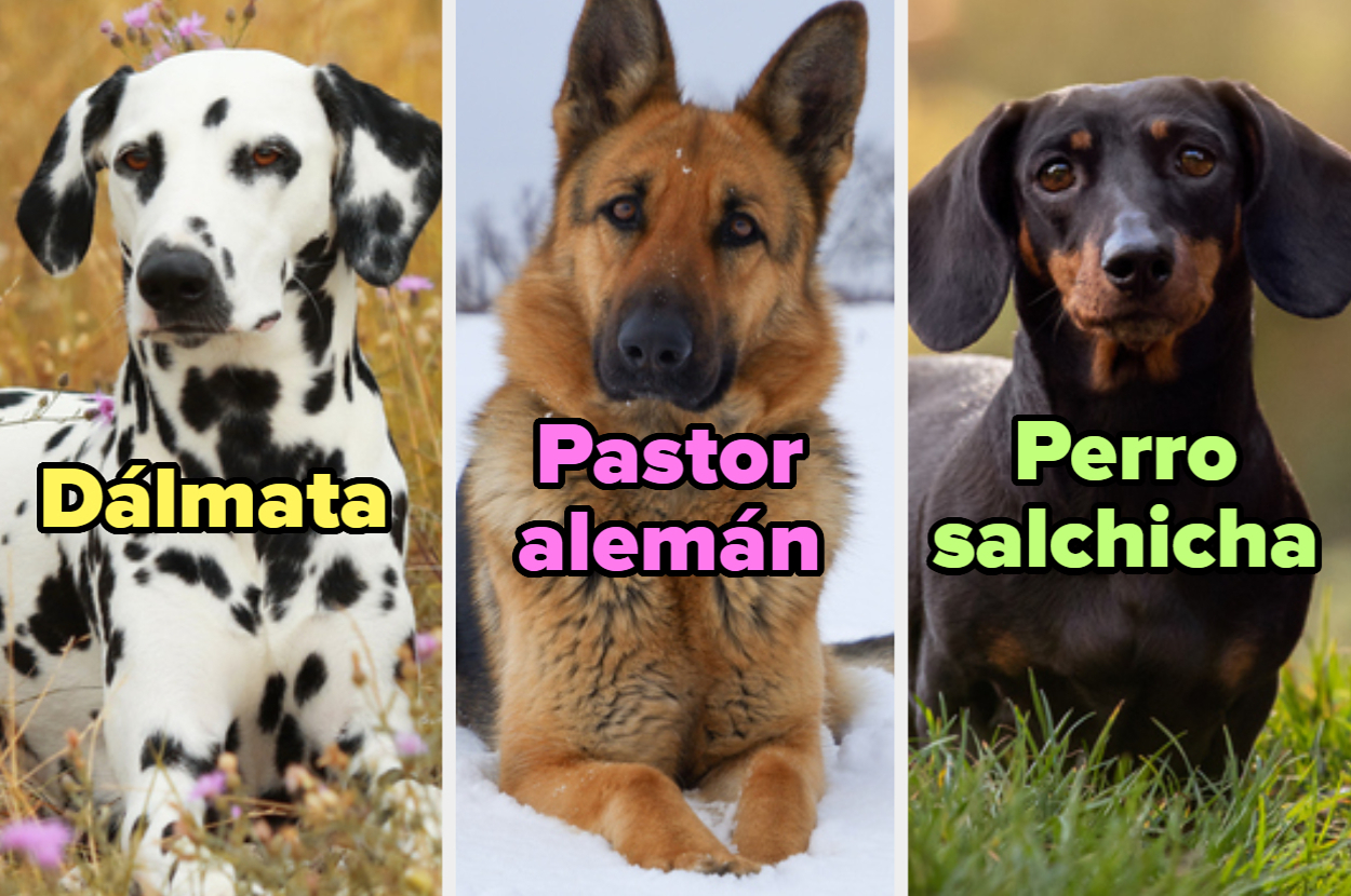 Test: ¿con qué perro compartes personalidad?