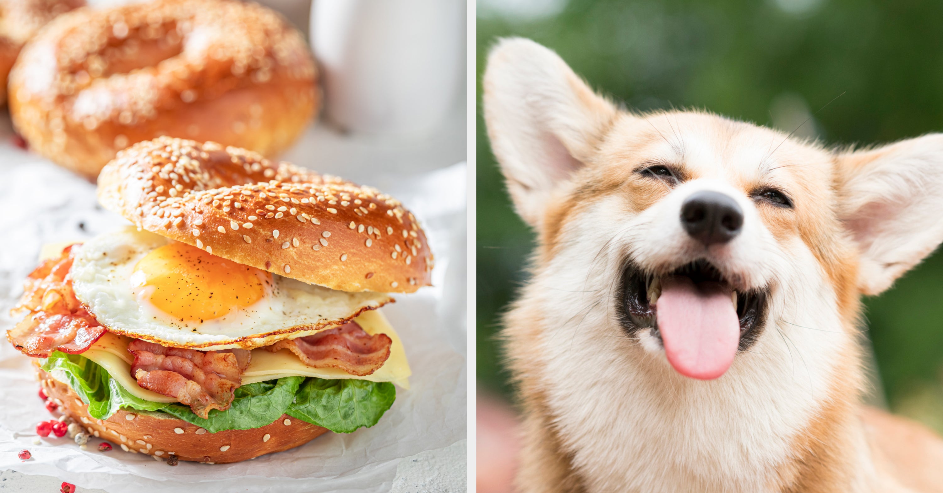 Whip Up A Sandwich And I'll Reveal Which Puppy You Are