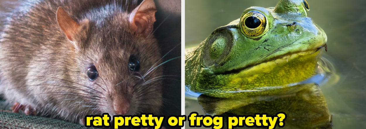 BuzzFeed Quizzes