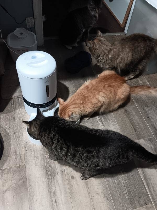 20 Chewy Products For Cat Owners