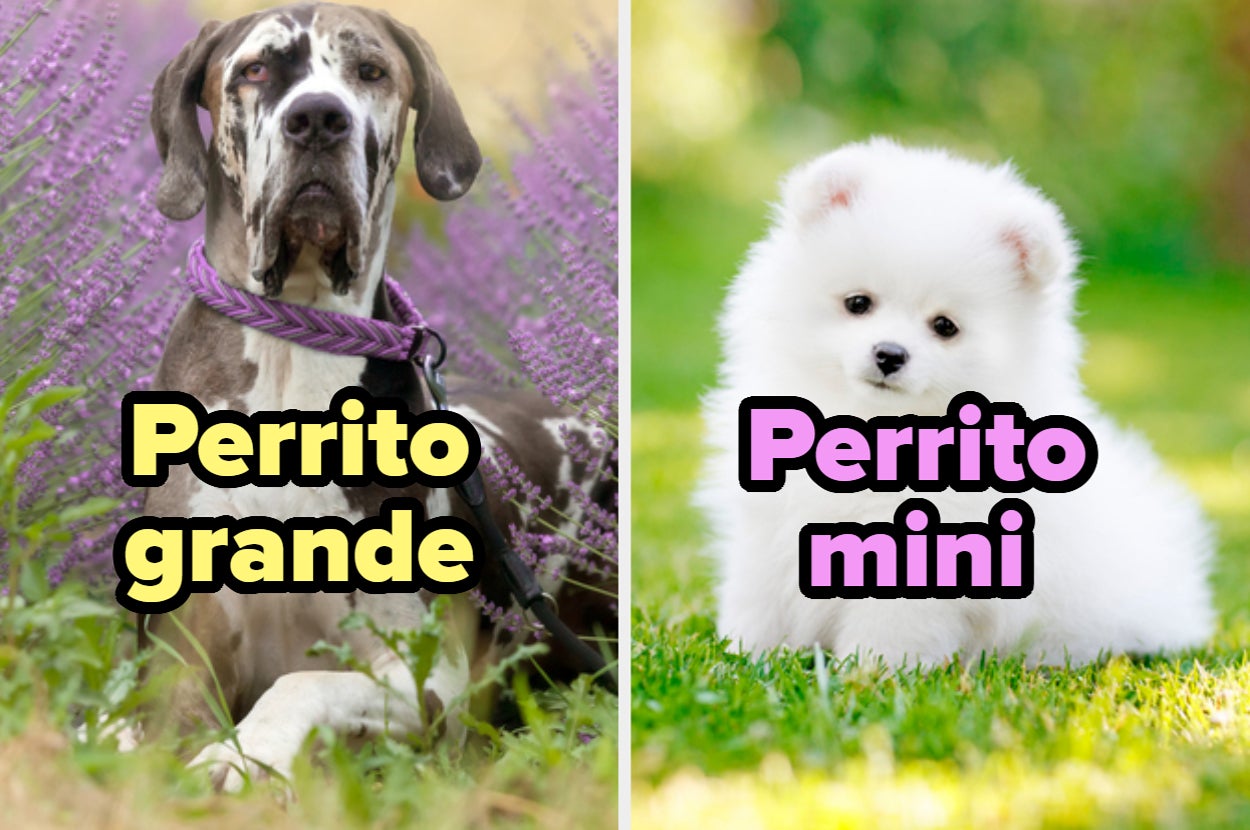 Test: ¿tienes vibras de perro grande o perro mini?