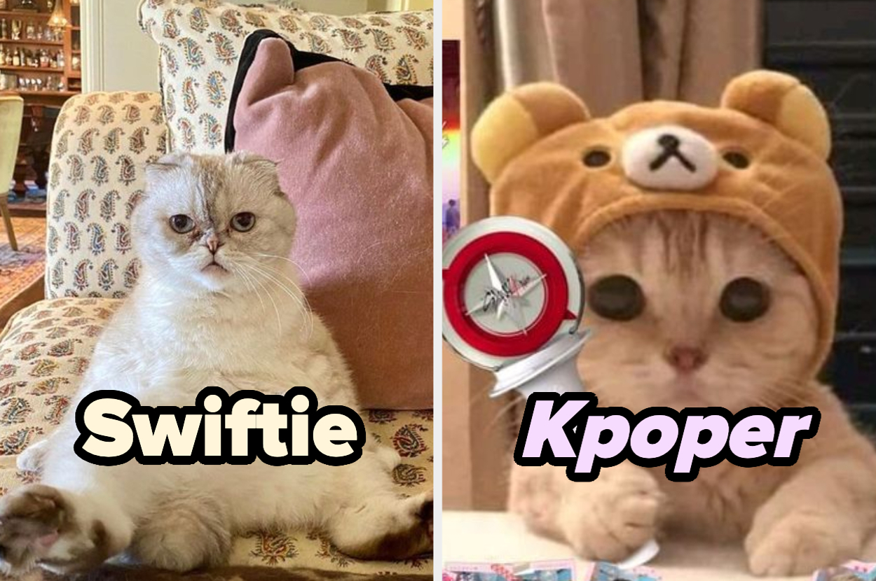 Puedo adivinar de qué fandom eres solo con tu selección de gatitos