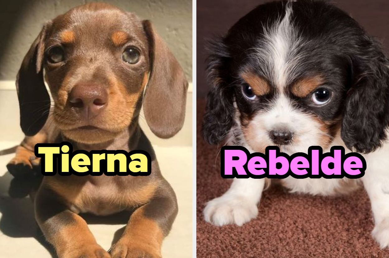 Test: tu elección en perritos nos dirá si eres tierna o rebelde