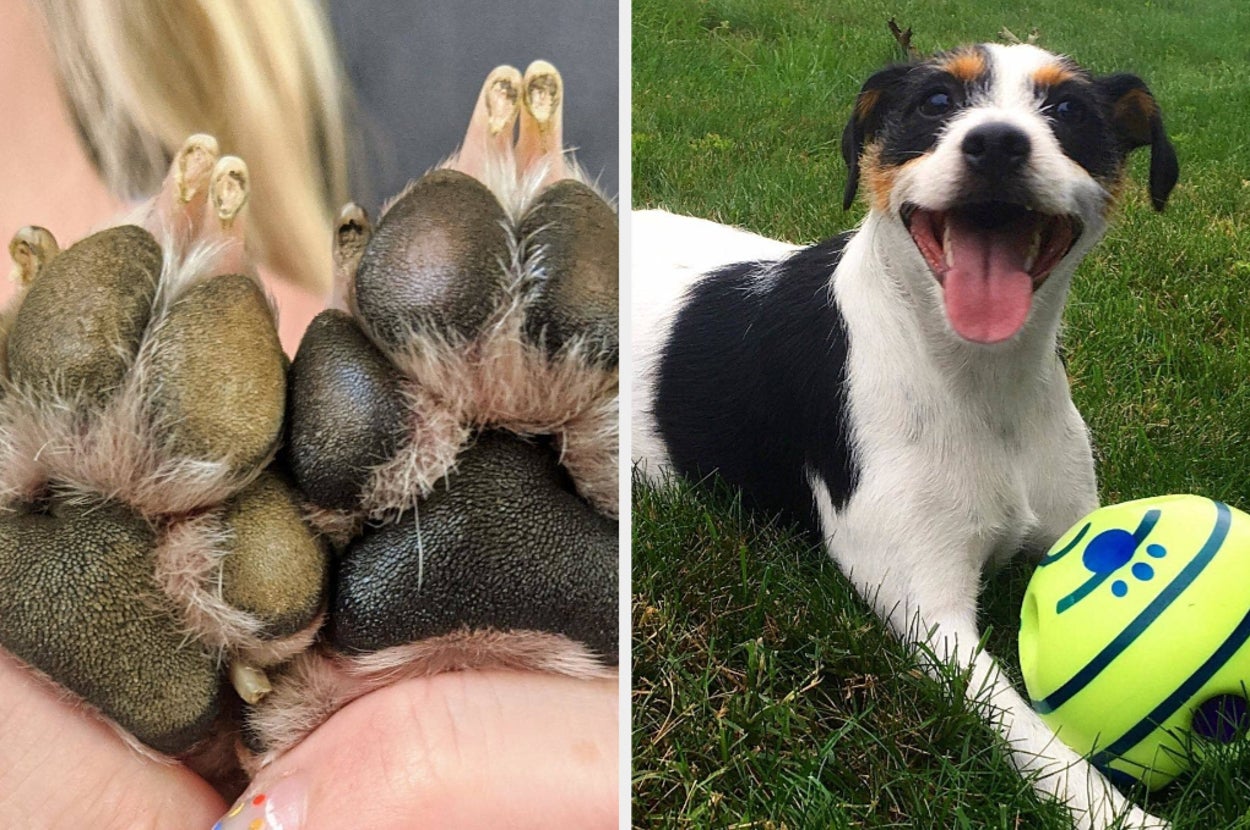 32 Things For All Of Those Unexpected Problems That Come With A Dog