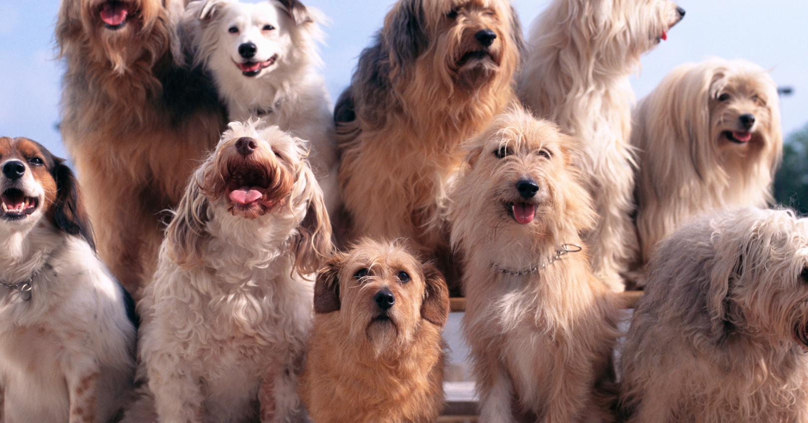 Bark Air, New Dog-Focused Airline, Takes to the Skies for the First ...