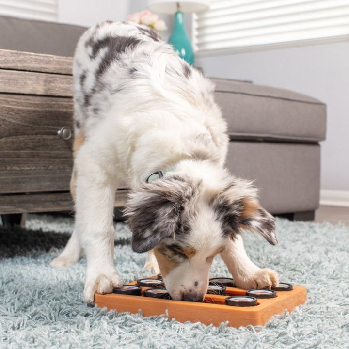21 Interactive Toys From Chewy To Keep Dogs Entertained