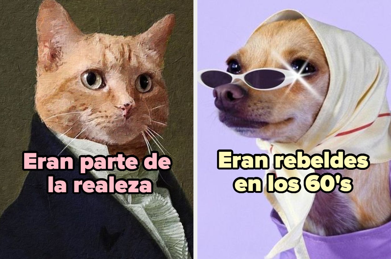 Test: ¿Cómo Conociste A Tu Mascota En Su Vida Pasada?