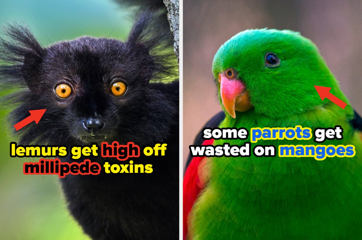 animals that get high