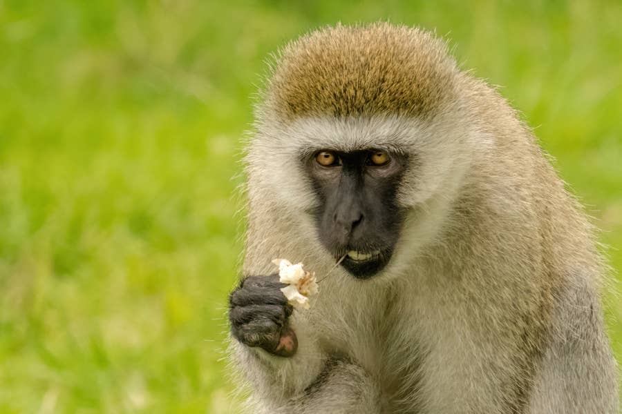 high looking animals