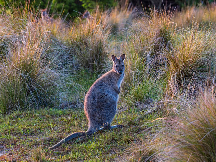 high looking animals