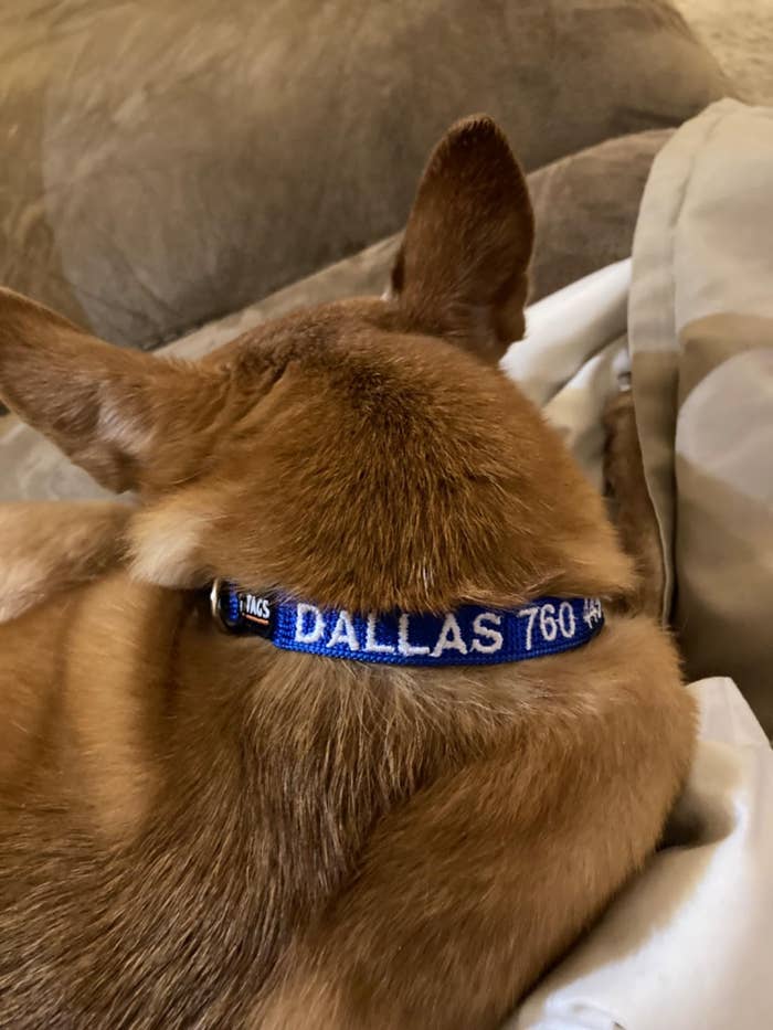 27 Products That’ll Make You Feel Like You Have A PhD In Owning A Dog