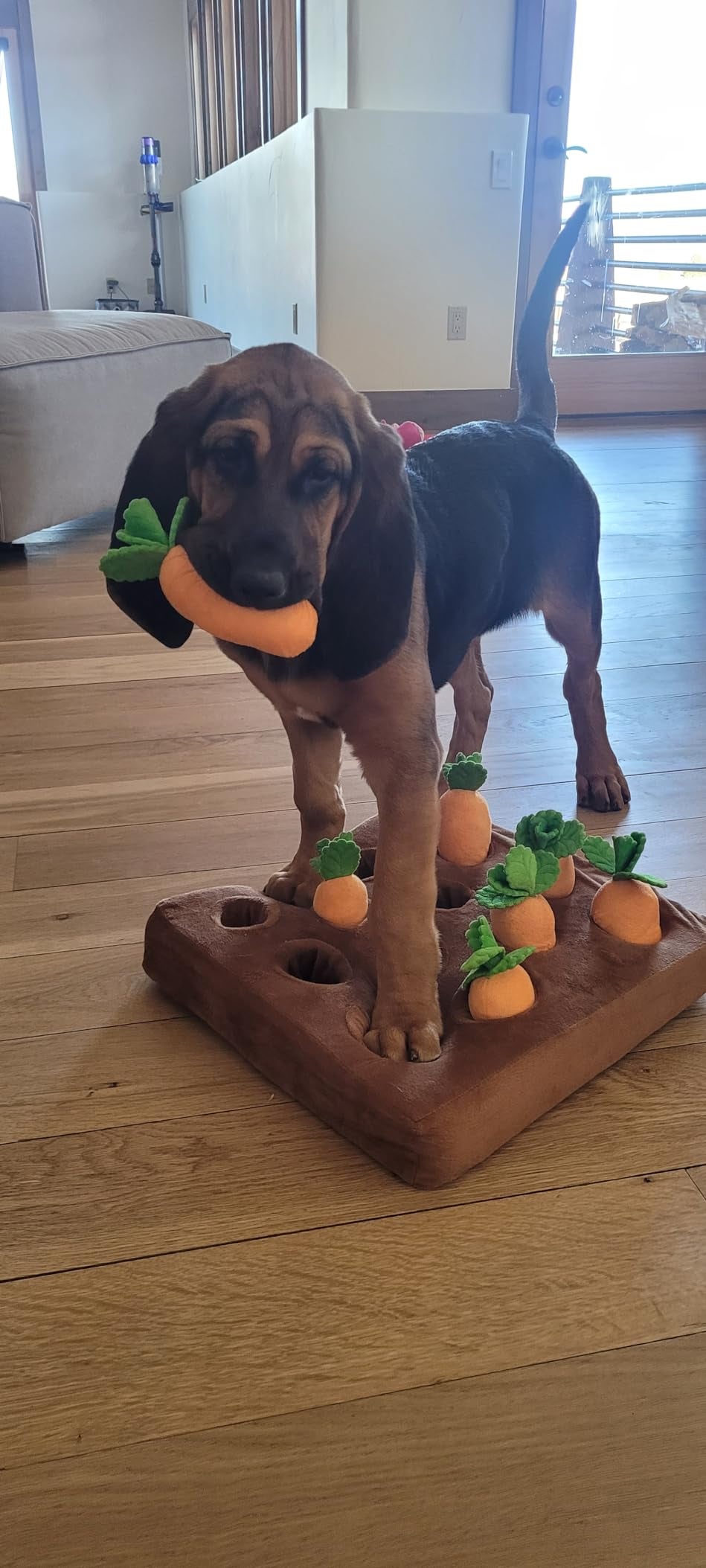 27 Products That’ll Make You Feel Like You Have A PhD In Owning A Dog