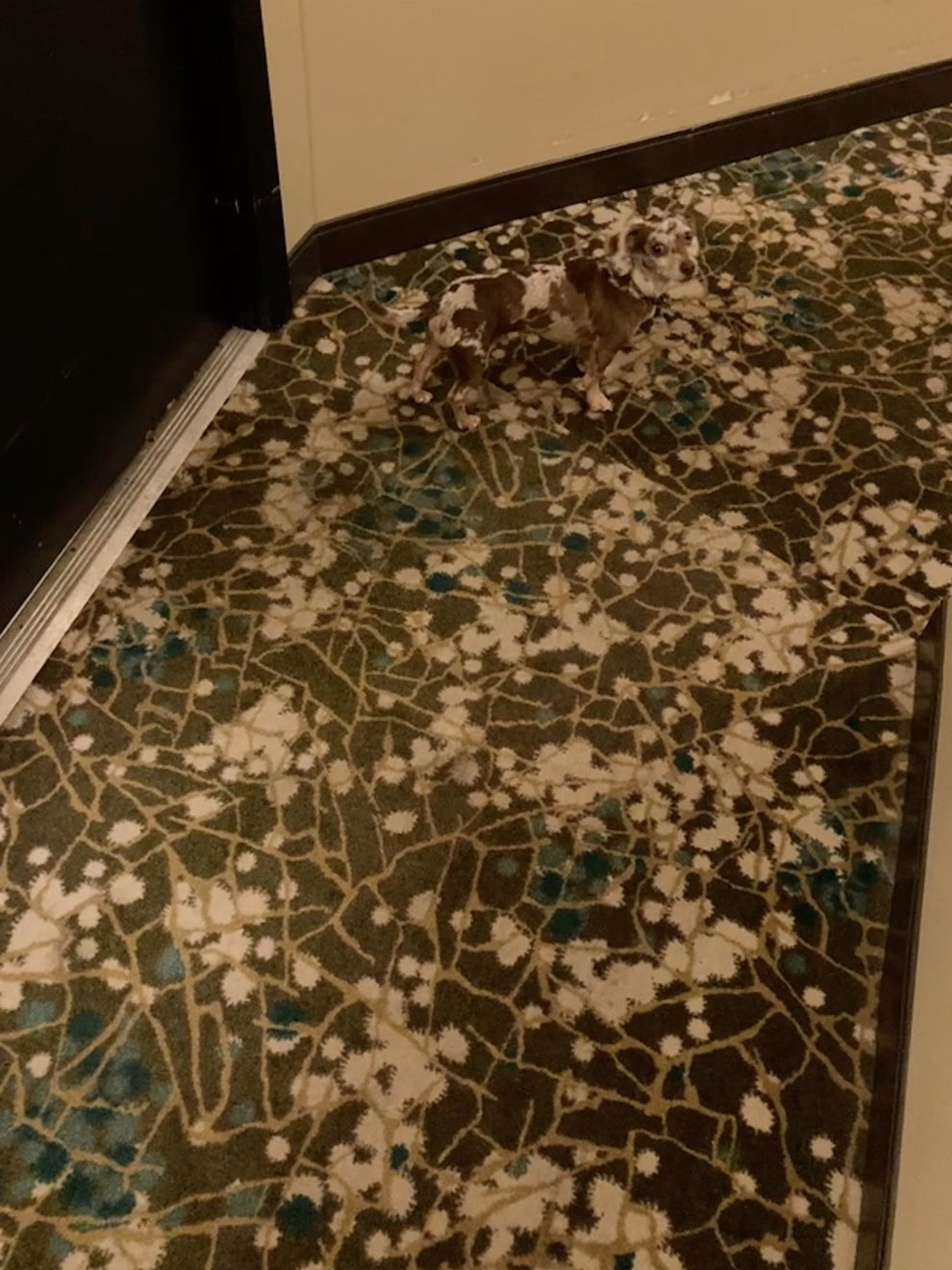 Vision Quiz:13 Photos With Super Tricky Hidden Objects