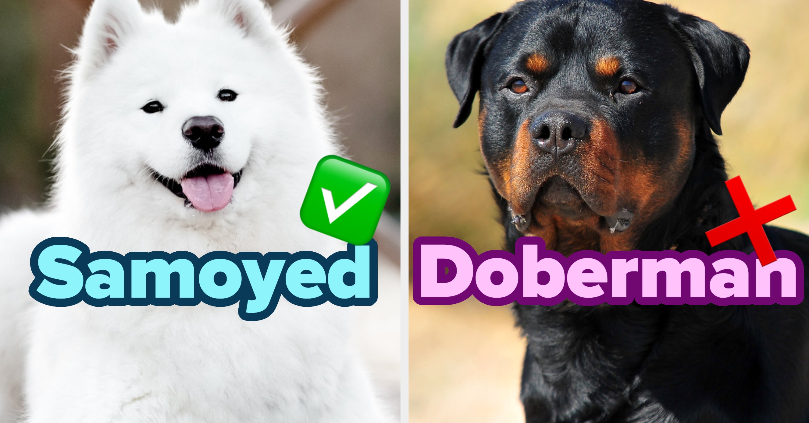 Dog Breed Name Trivia Quiz