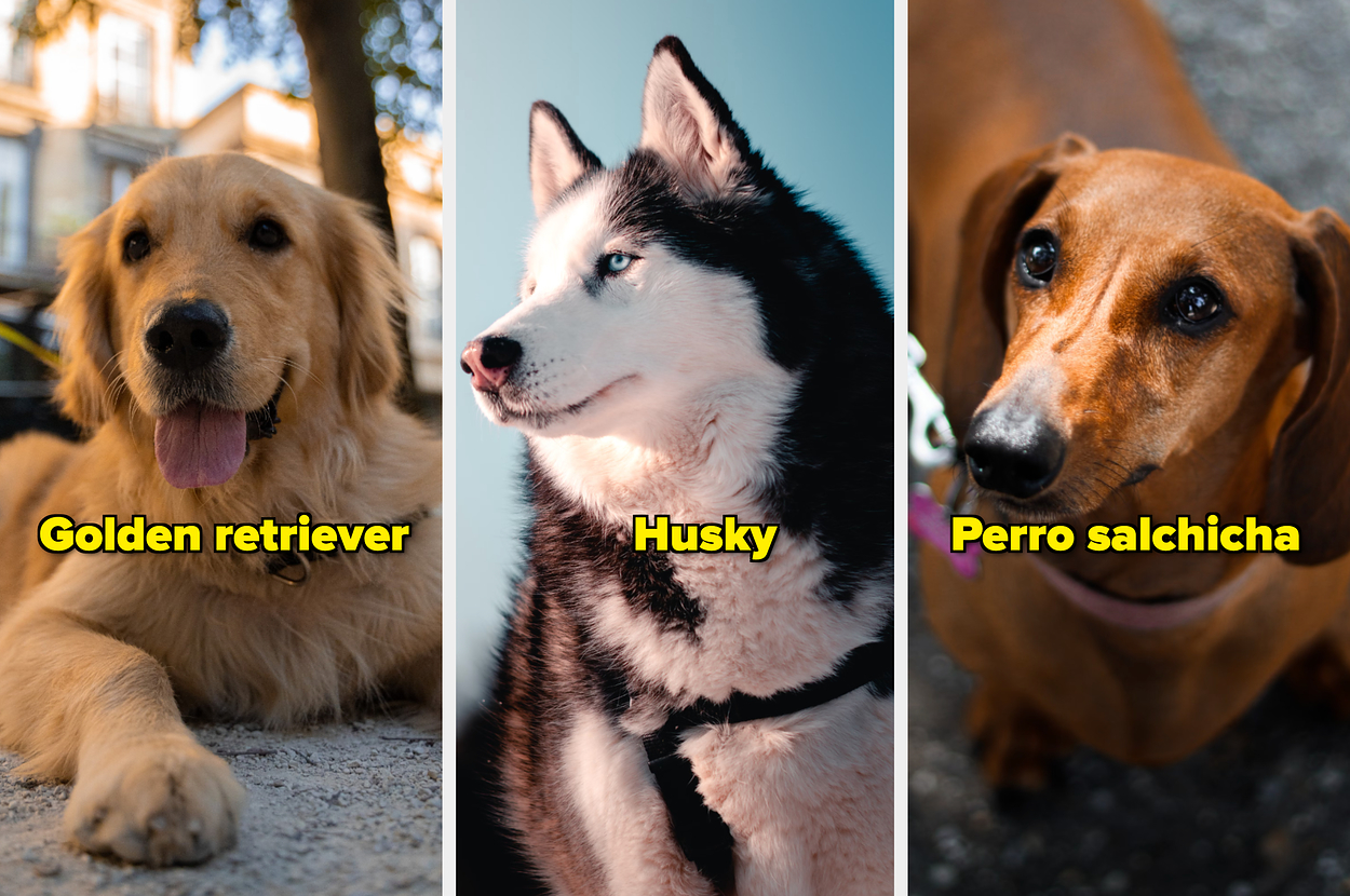 Quiz con qué perro comparto personalidad