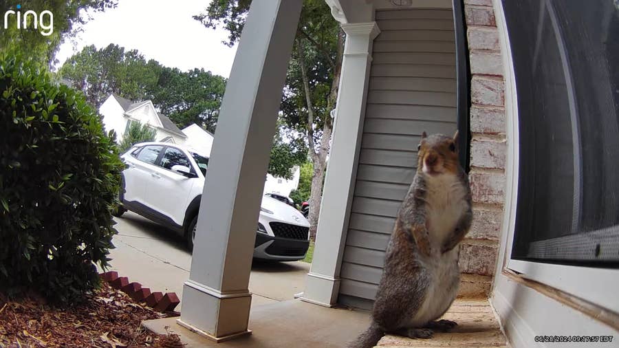 squirrel ring doorbell