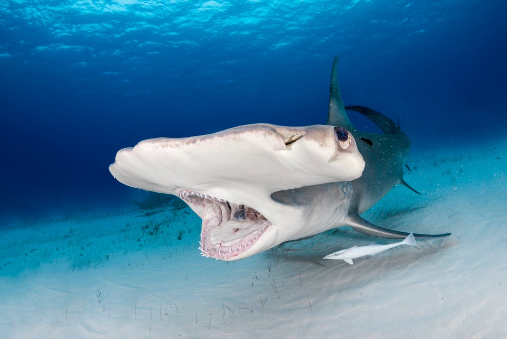 Majestic Shark Pictures for Shark Week