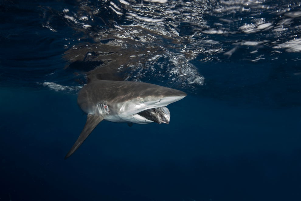 Majestic Shark Pictures for Shark Week