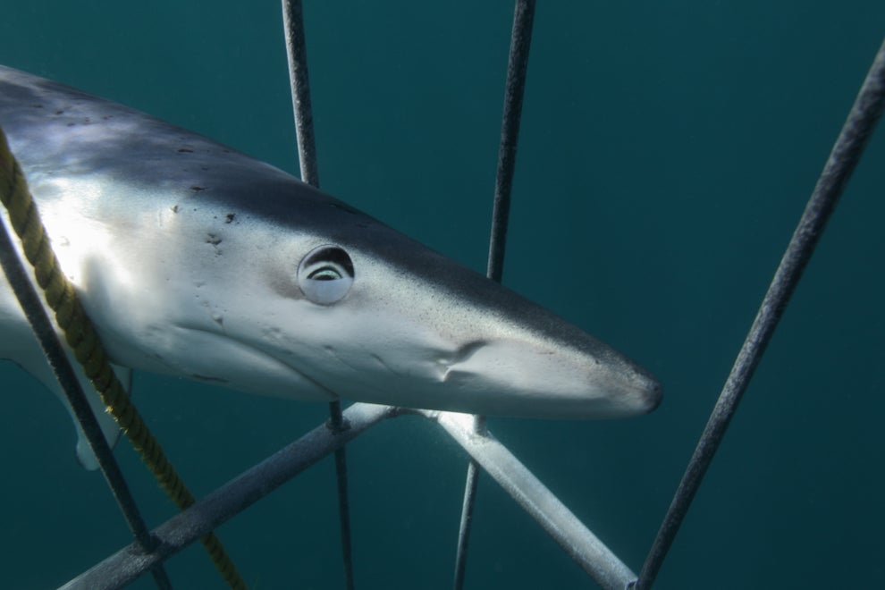Majestic Shark Pictures for Shark Week