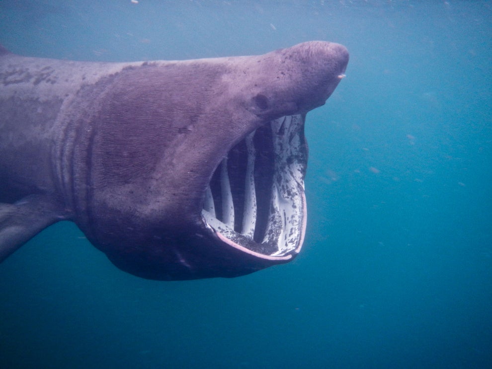 Majestic Shark Pictures for Shark Week