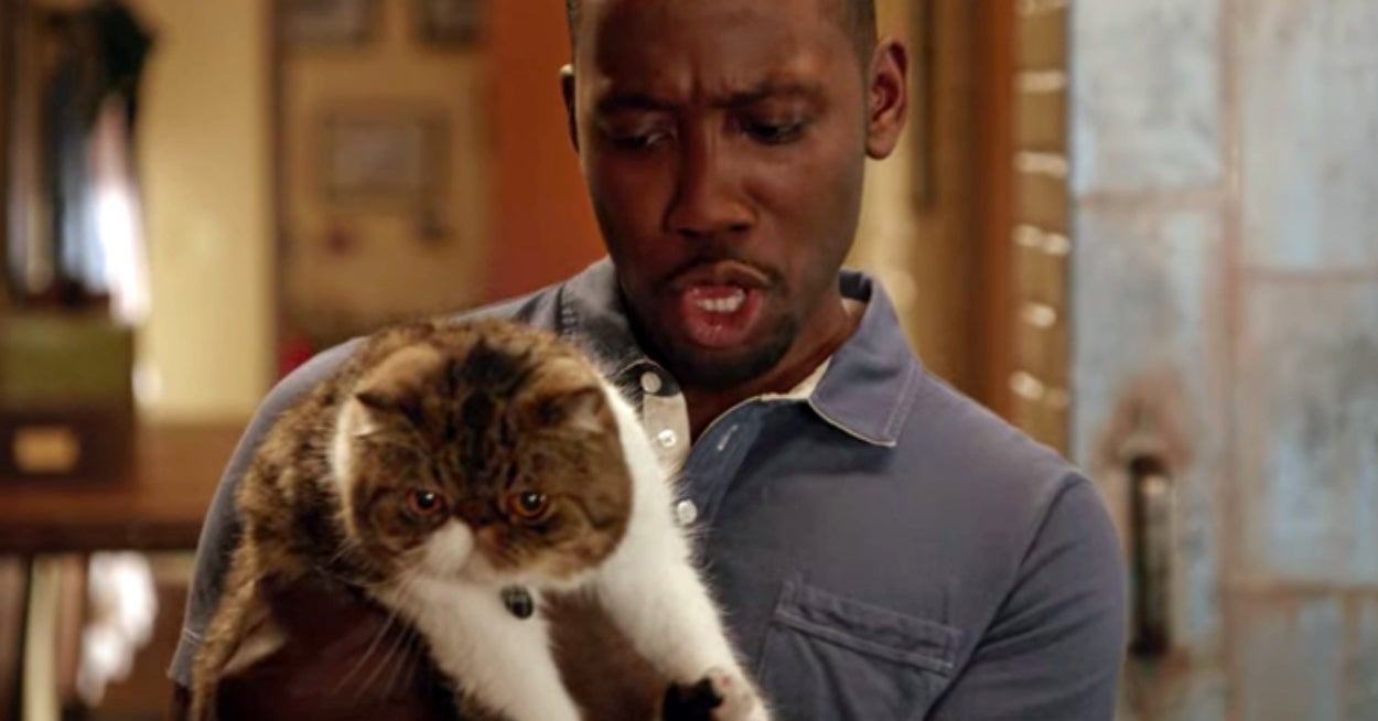 Which Friend Type Are You? Spend A Day As A Cat And See