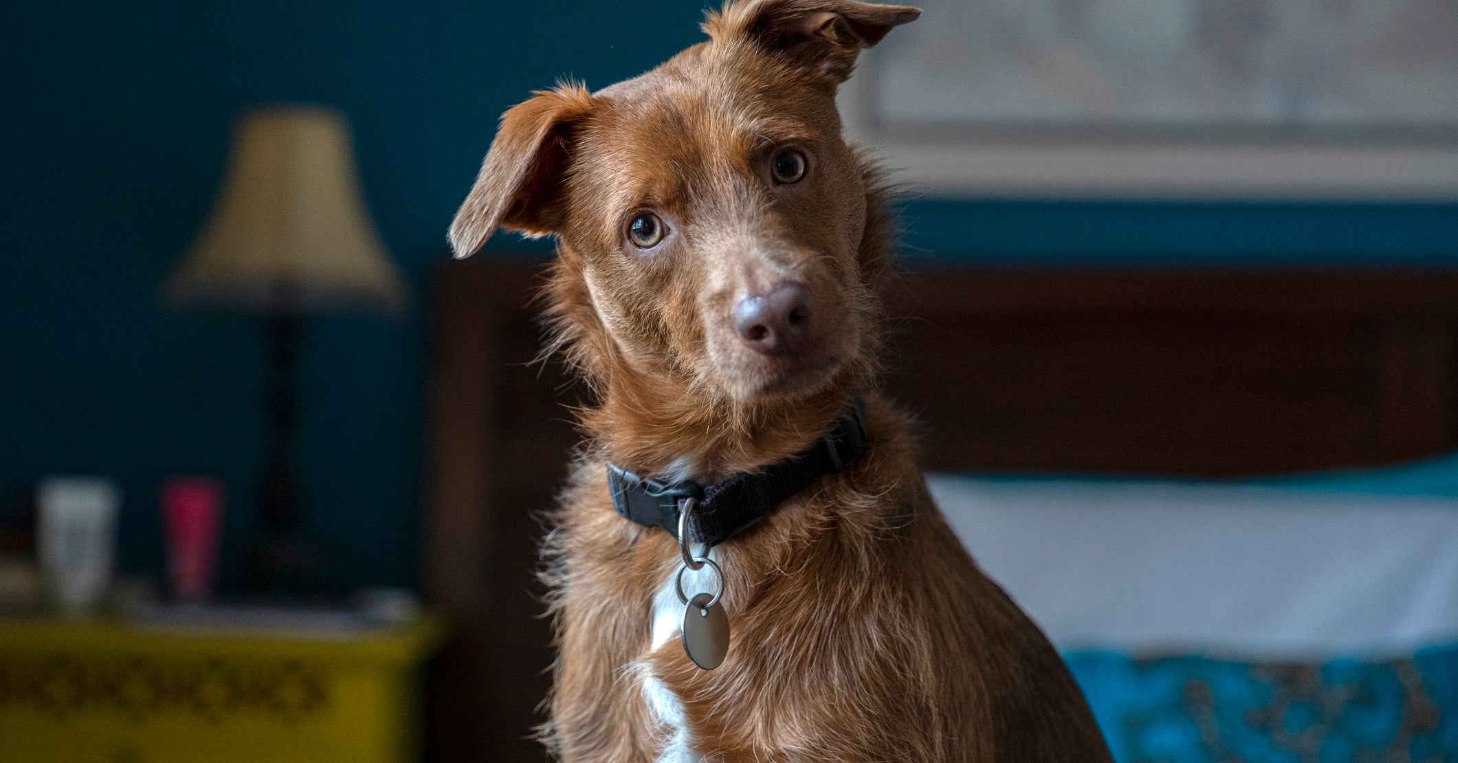 5 Early Warning Signs of Cancer in Dogs