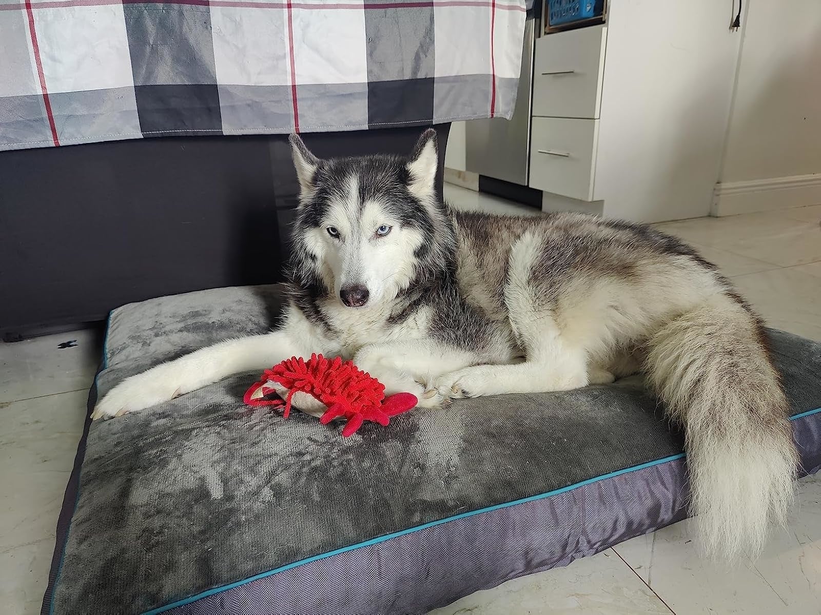 41 Best Pet Deals During Prime Day 2024