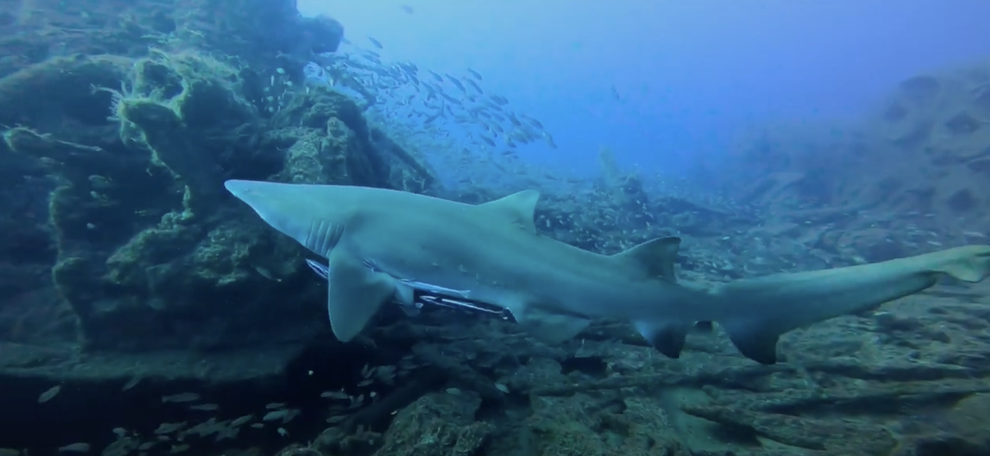 17 Cool Shark Facts To Celebrate Shark Week