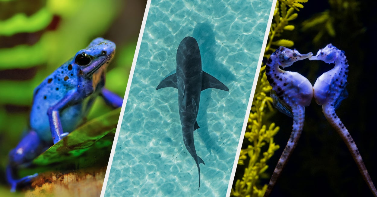Pick Some Animals And I'll Guess Your Favorite Color