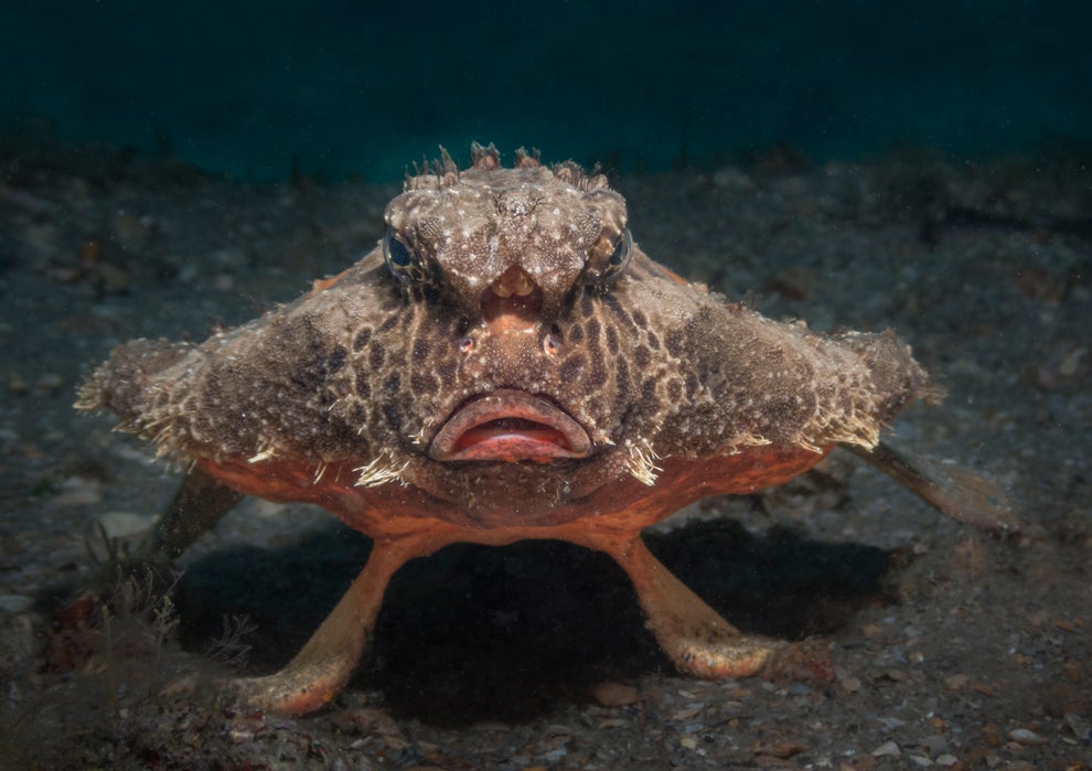 Terrifying Sea Creatures That Will Make You Avoid The Ocean