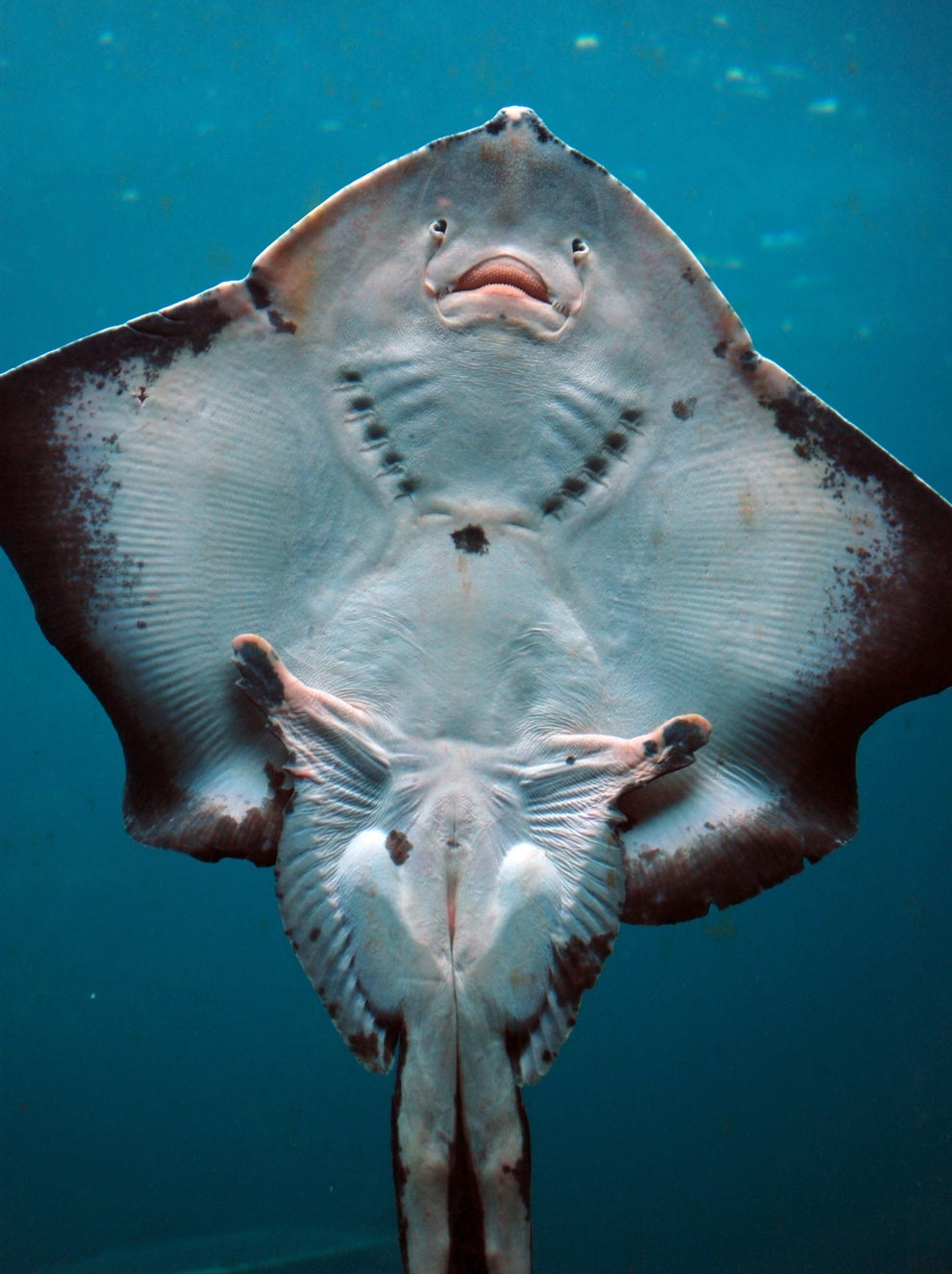 Terrifying Sea Creatures That Will Make You Avoid The Ocean