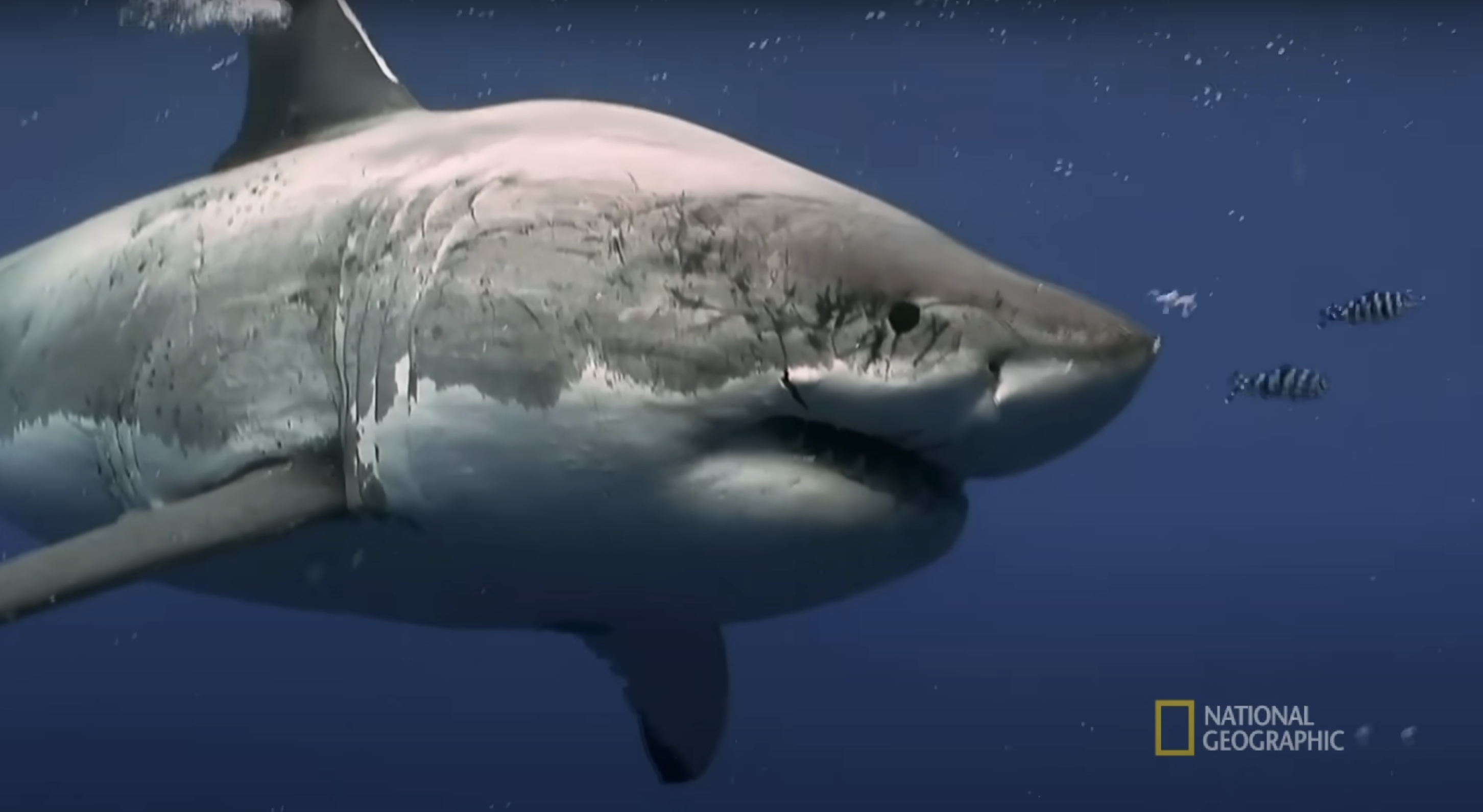 17 Cool Shark Facts To Celebrate Shark Week