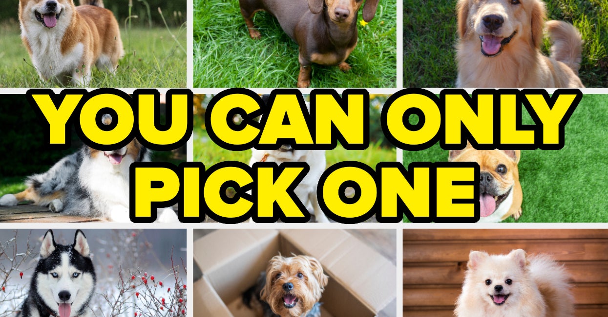 Dog Breeds: Pick Which Is Cuter
