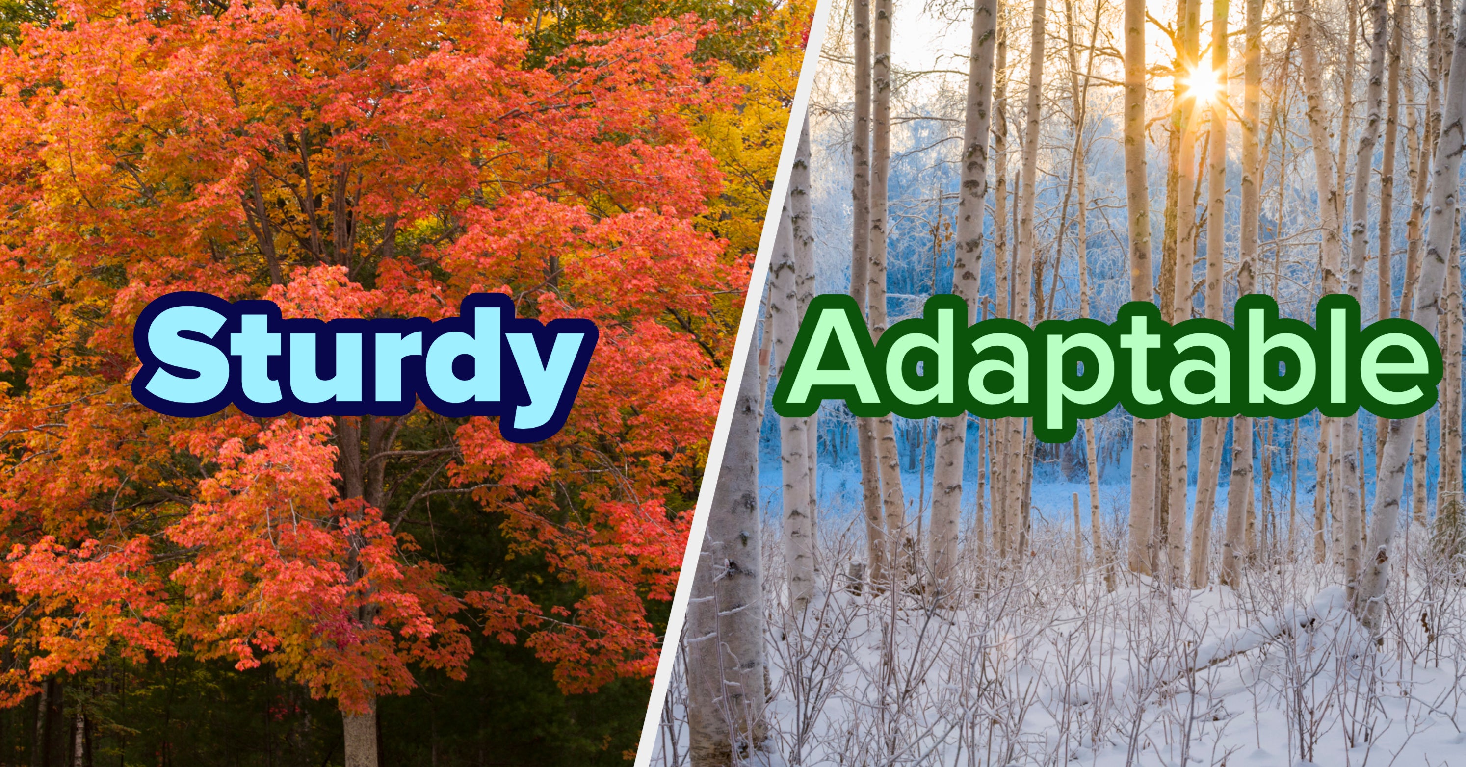 Find Out Which Type Of Tree Matches Your Personality