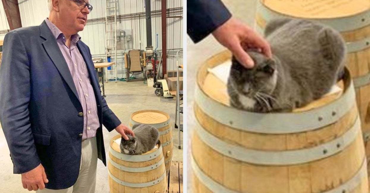 Governor Tim Walz Is A Cat Daddy