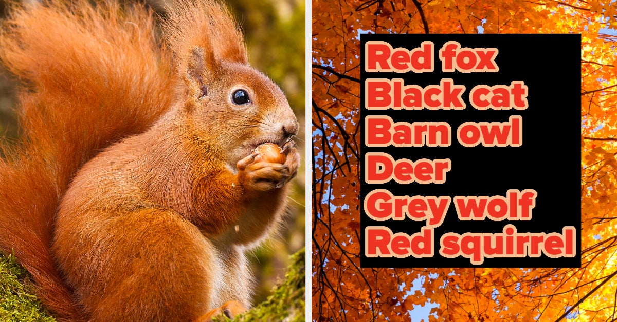 Discover Your Fall Animal Personality