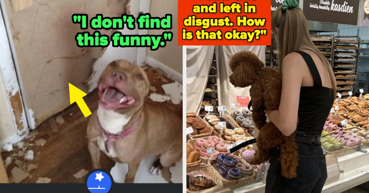 15 Anti-Pet People Shared Why They'll Never Own One