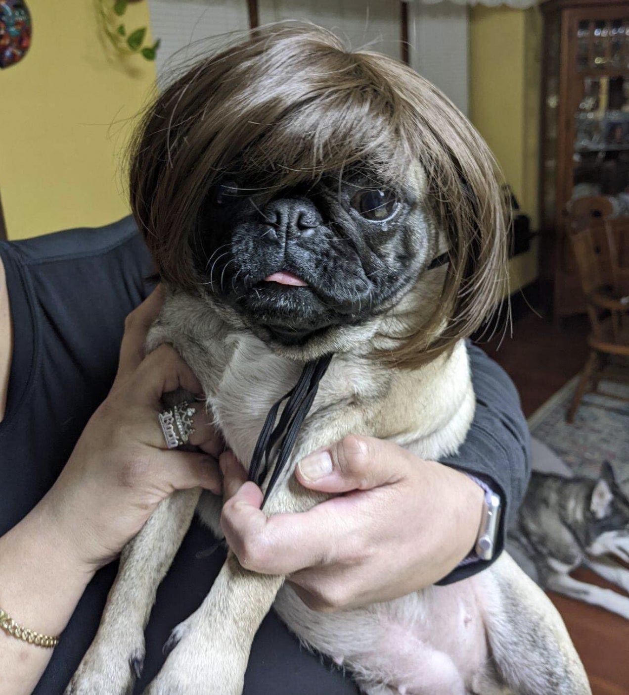 27 Adorable Amazon Halloween Costumes For Dogs