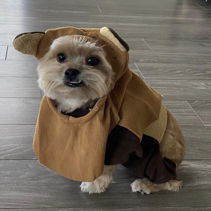27 Adorable Amazon Halloween Costumes For Dogs