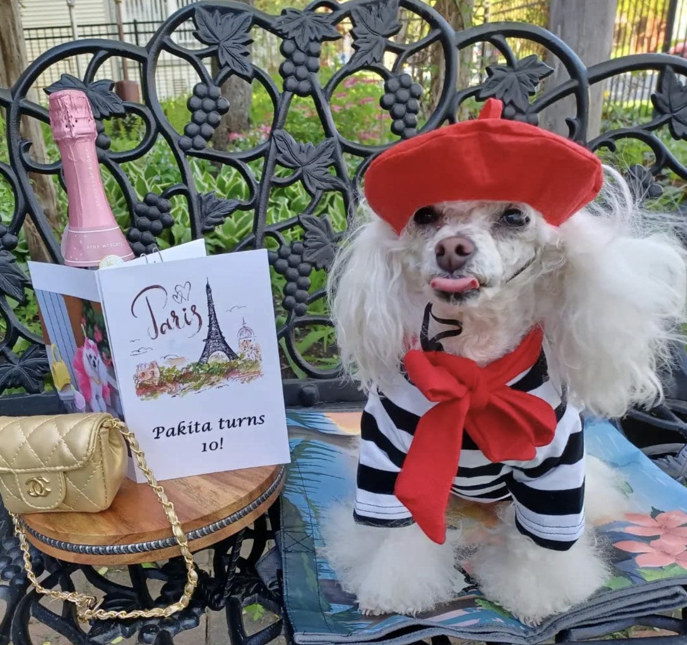 27 Adorable Amazon Halloween Costumes For Dogs