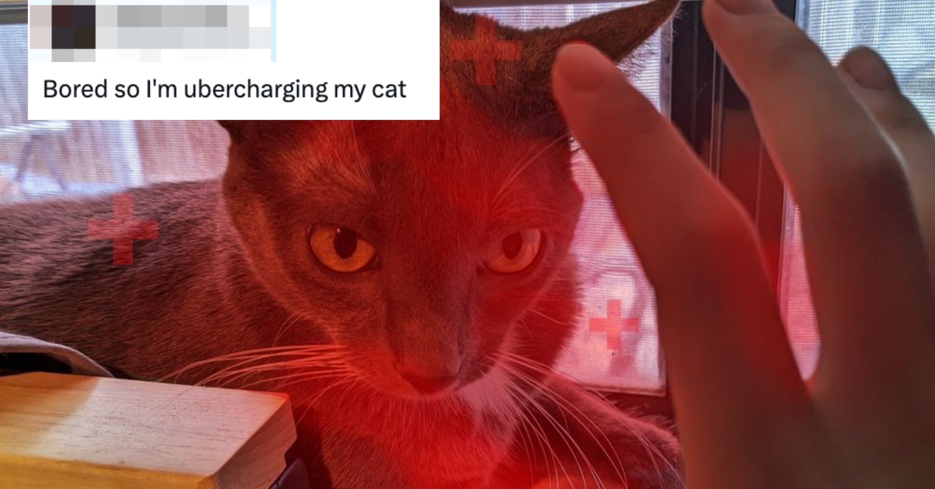 19 Funny Pet Tweets Show They're Main Characters