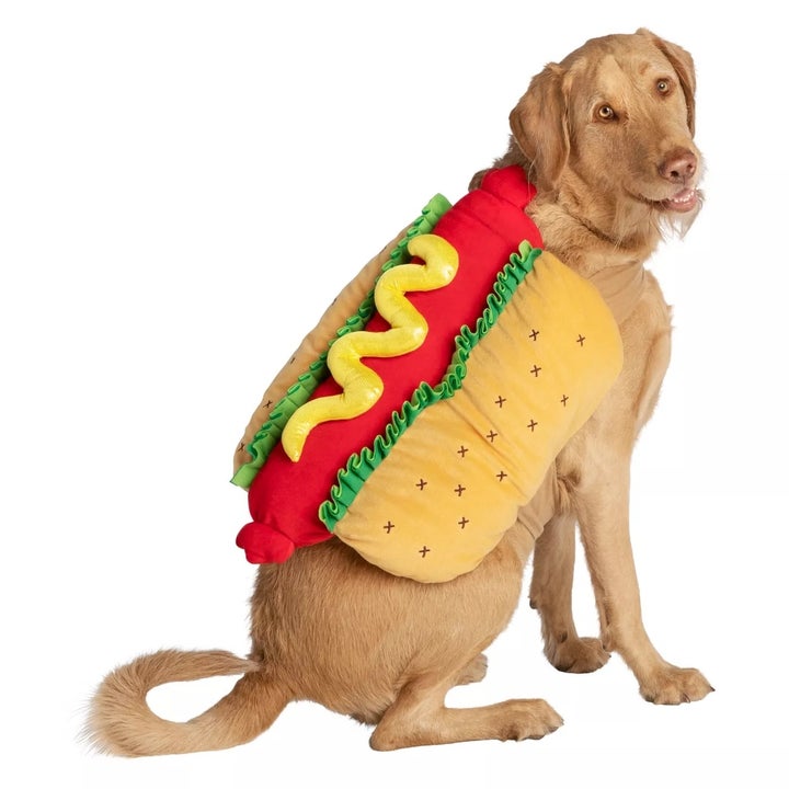 Top 20 Pet Halloween Costumes from PetSmart