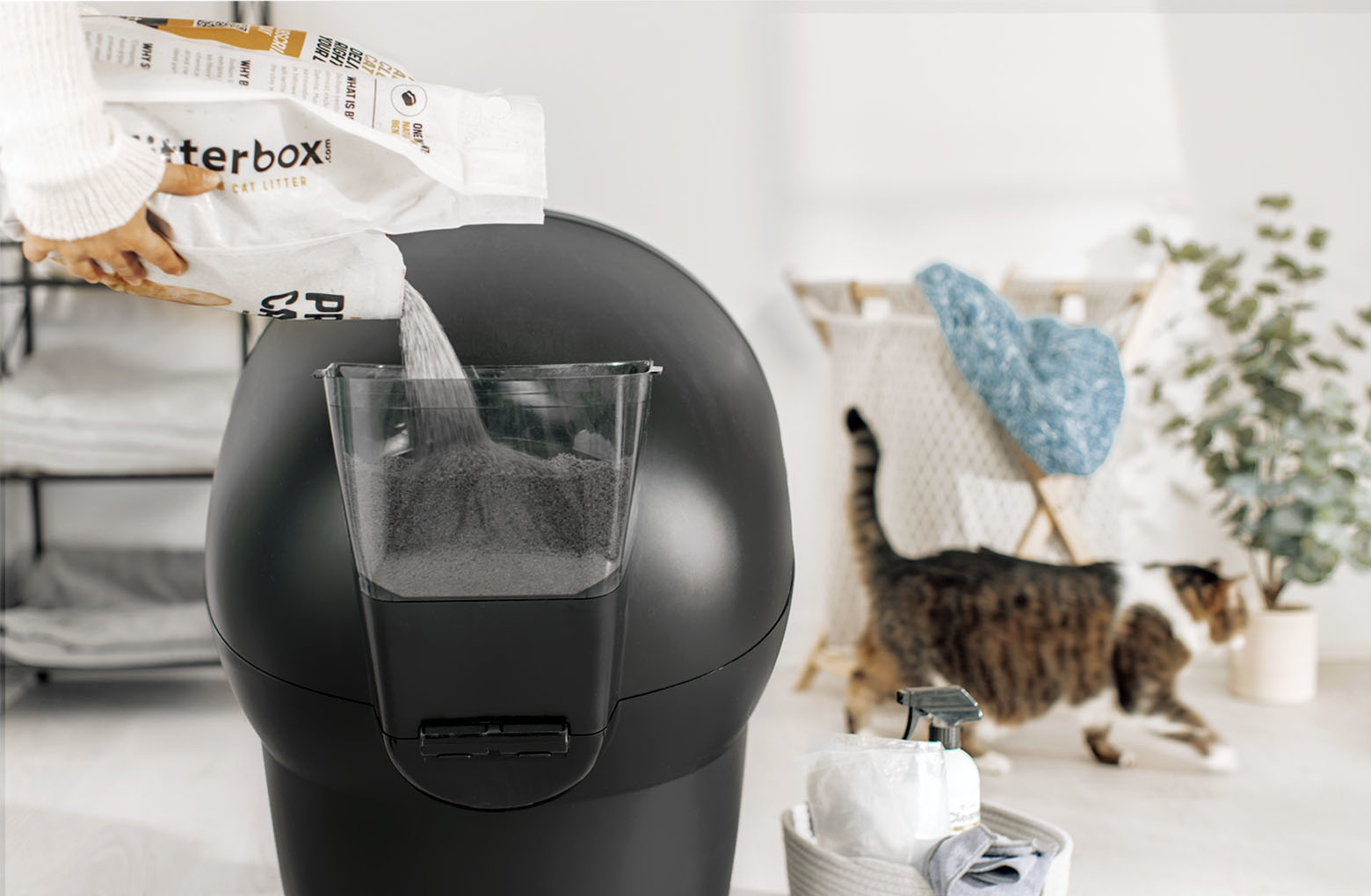 I Tried The Litter Robot Everyone's Talking About, And Love It
