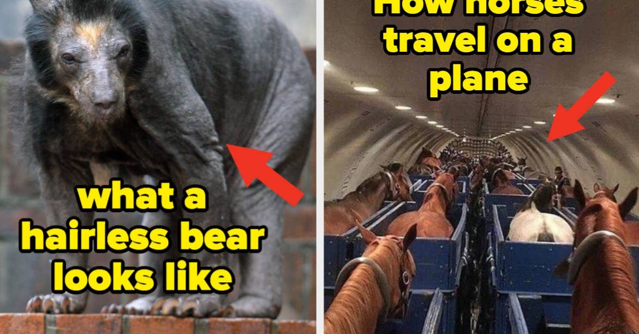 50 Extremely Fascinating Pictures That Will Completely And Totally ...